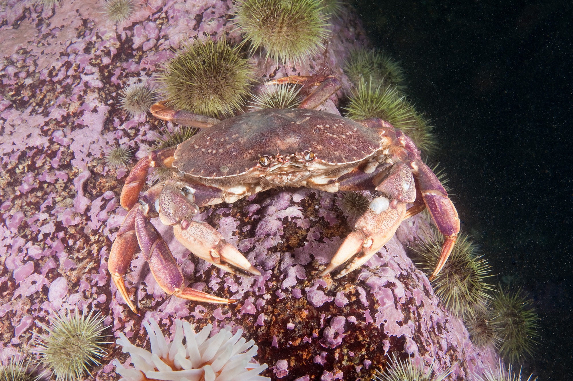 Atlantic Rock Crab Predators