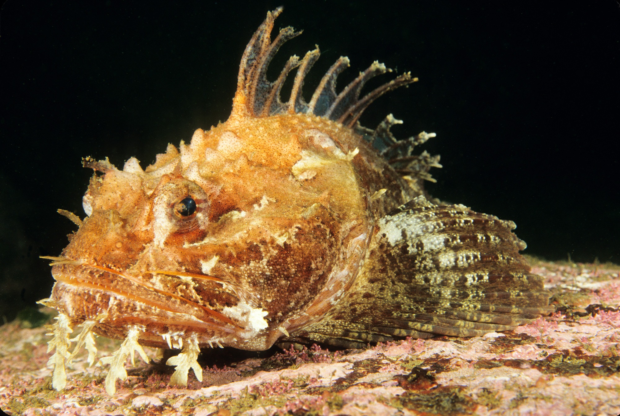 Sea Raven | Dive Deeper