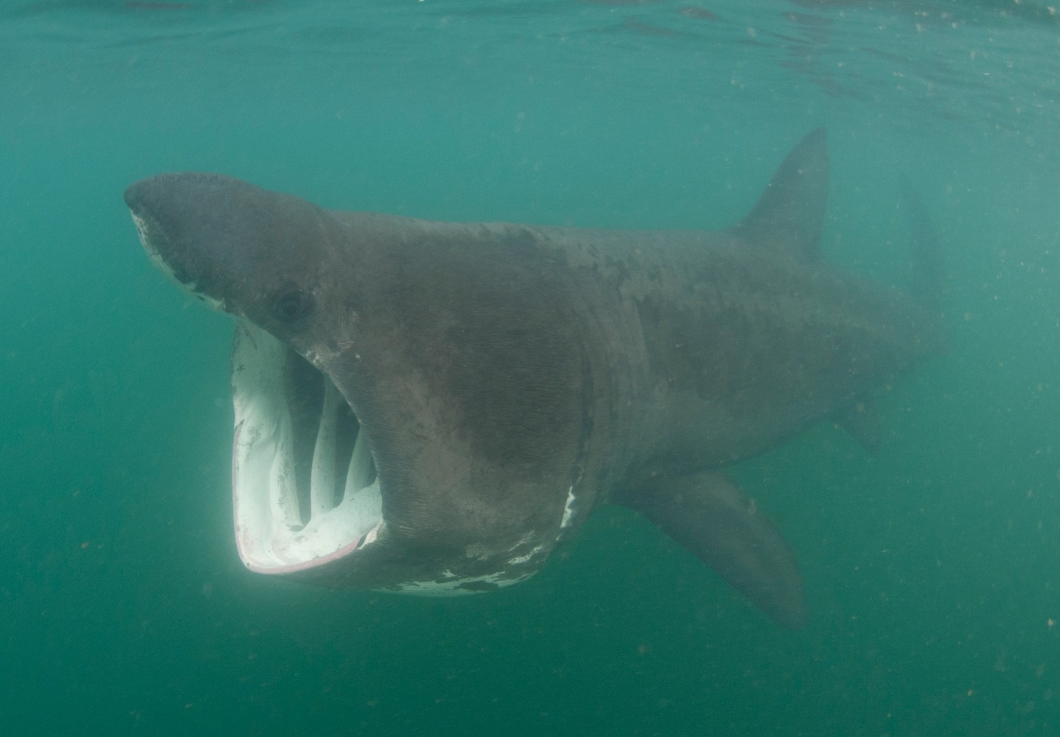 Basking Shark – Dive Deeper