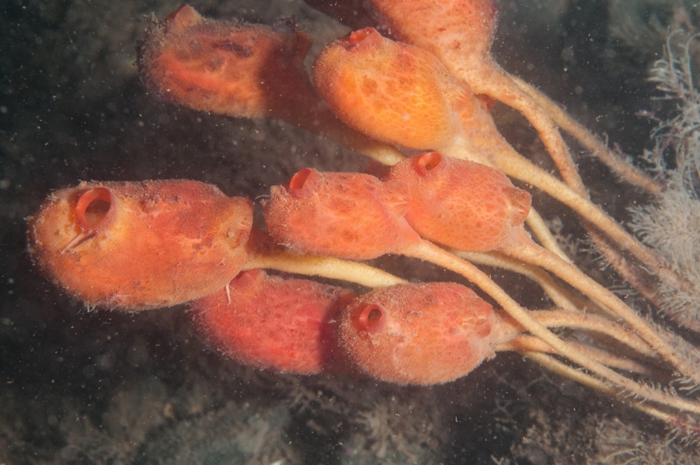 Patate de mer | Plongez plus profondément!
