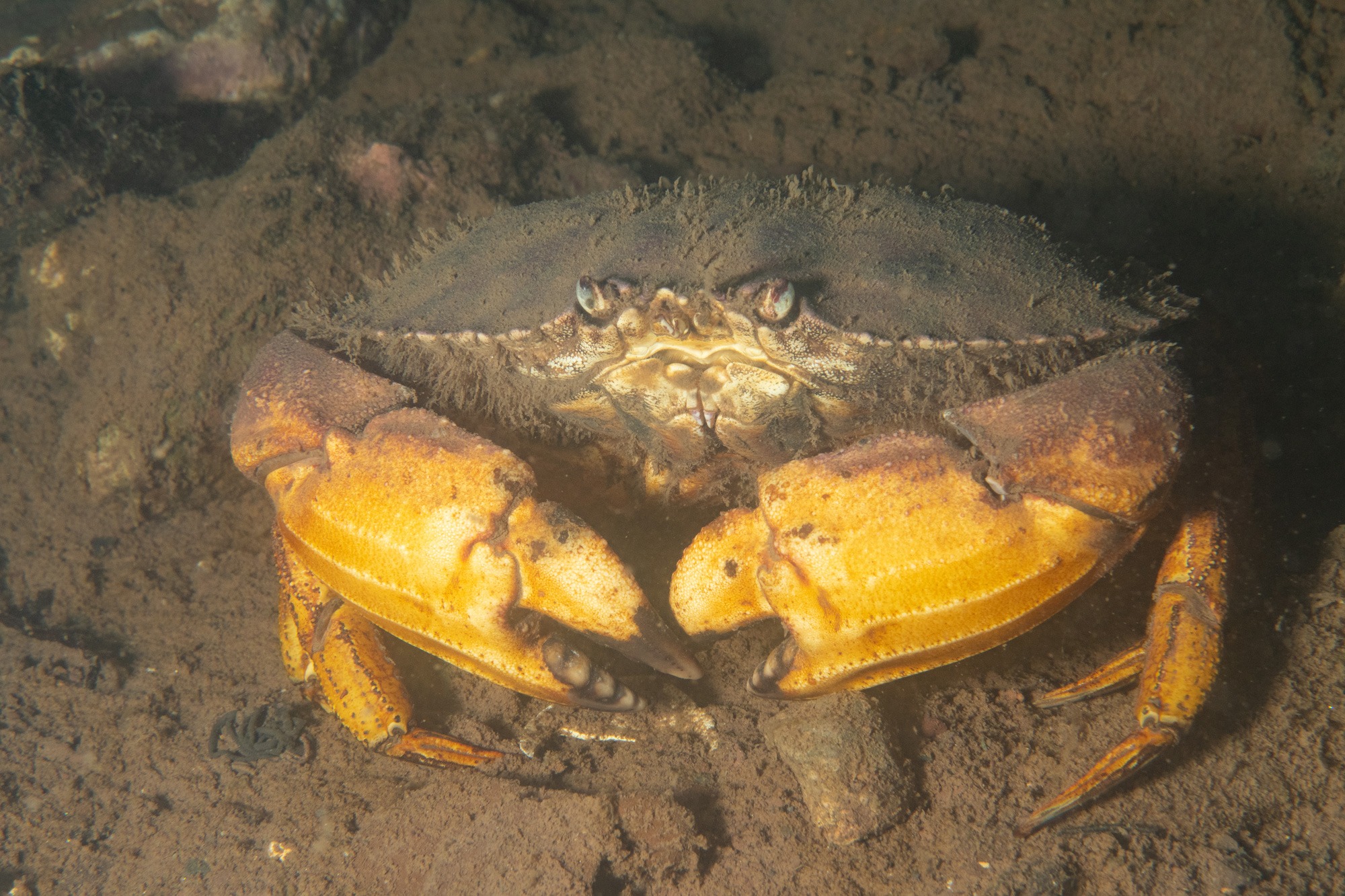 Jonah Crab – Dive Deeper