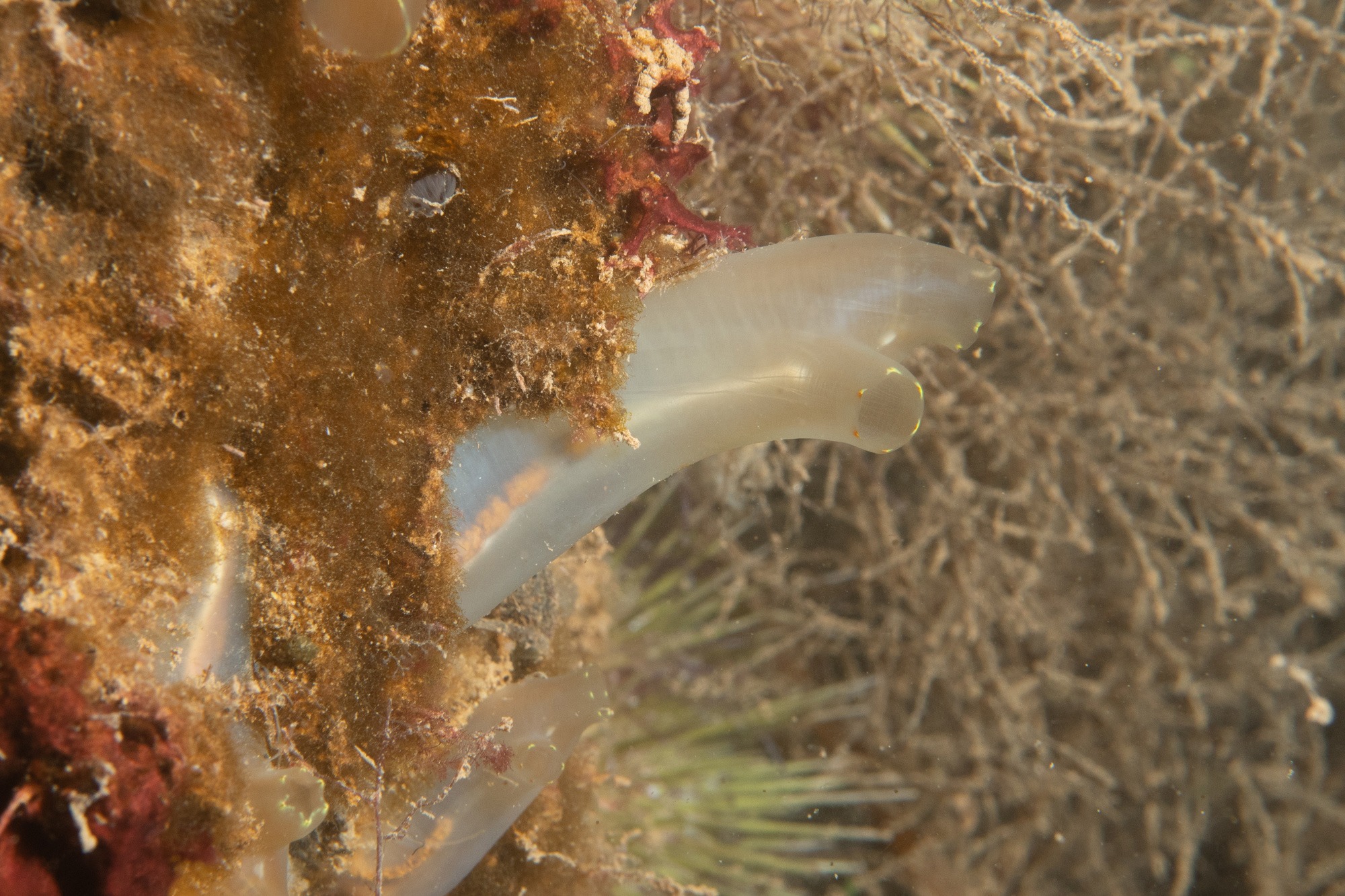 Sea Vase | Dive Deeper