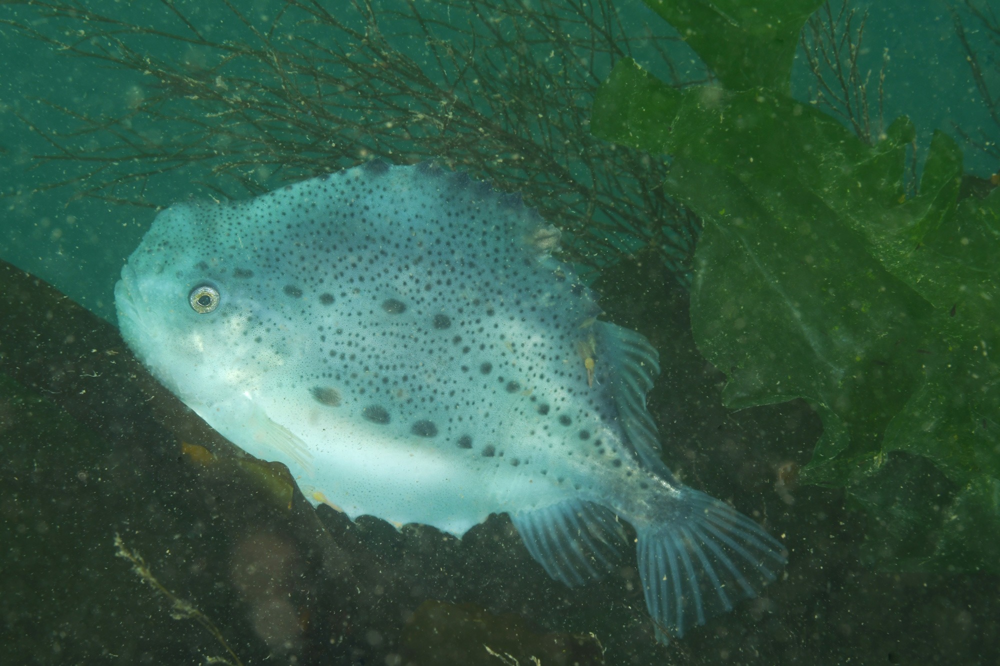 Lumpfish – Dive Deeper