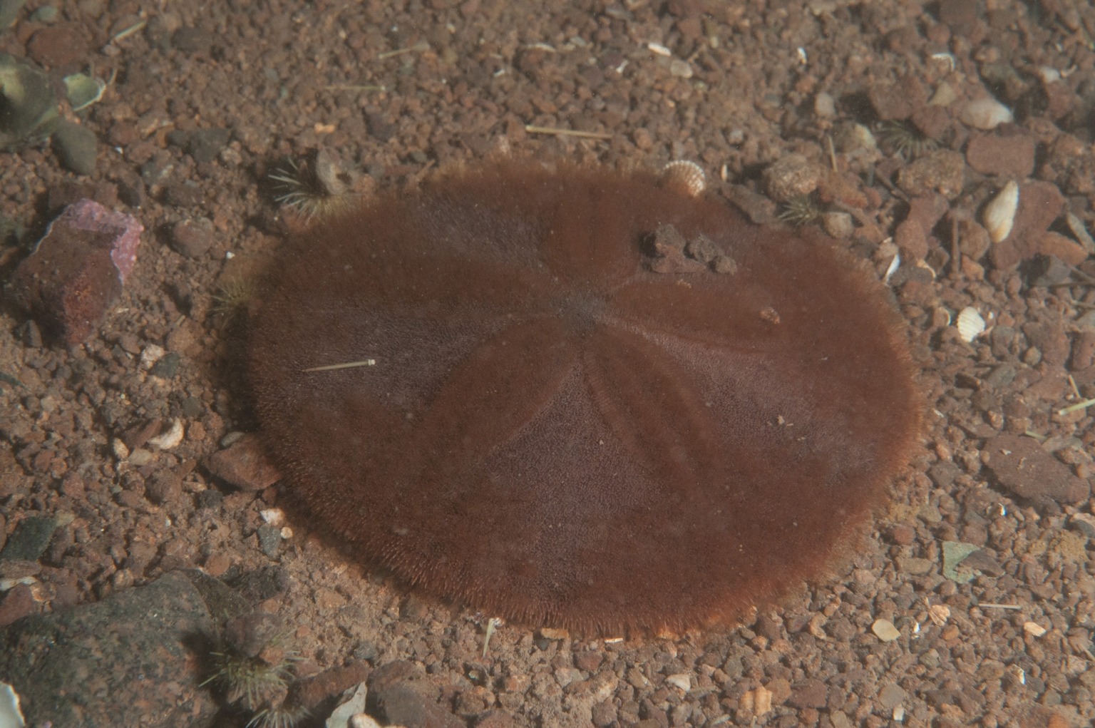 Common Sand Dollar – Dive Deeper