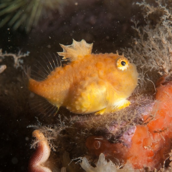 All Species | Dive Deeper