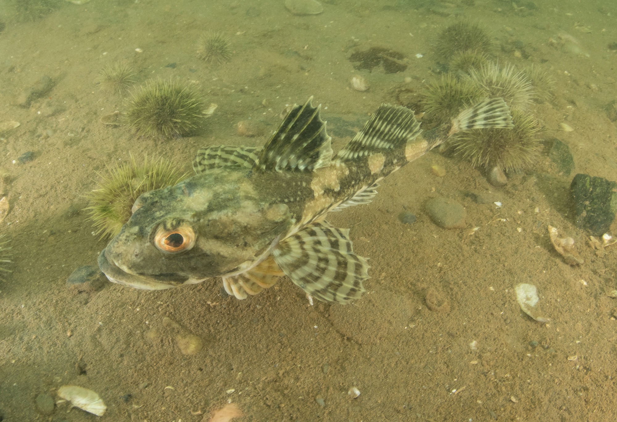 Longhorn Sculpin – Dive Deeper