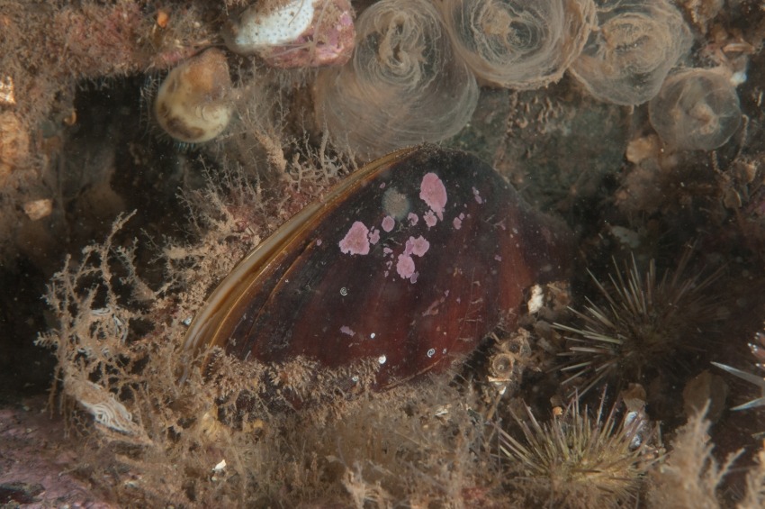 Horse Mussel – Dive Deeper