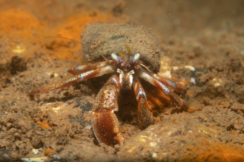 Acadian Hermit Crab – Dive Deeper