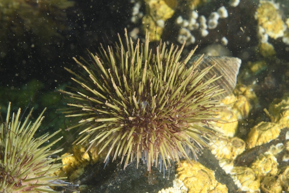 Green Sea Urchin – Dive Deeper