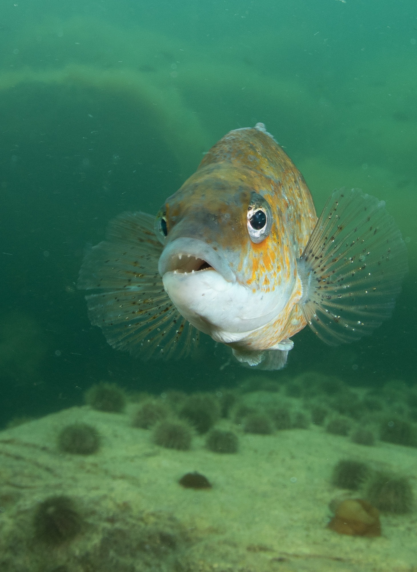 Cunner – Dive Deeper