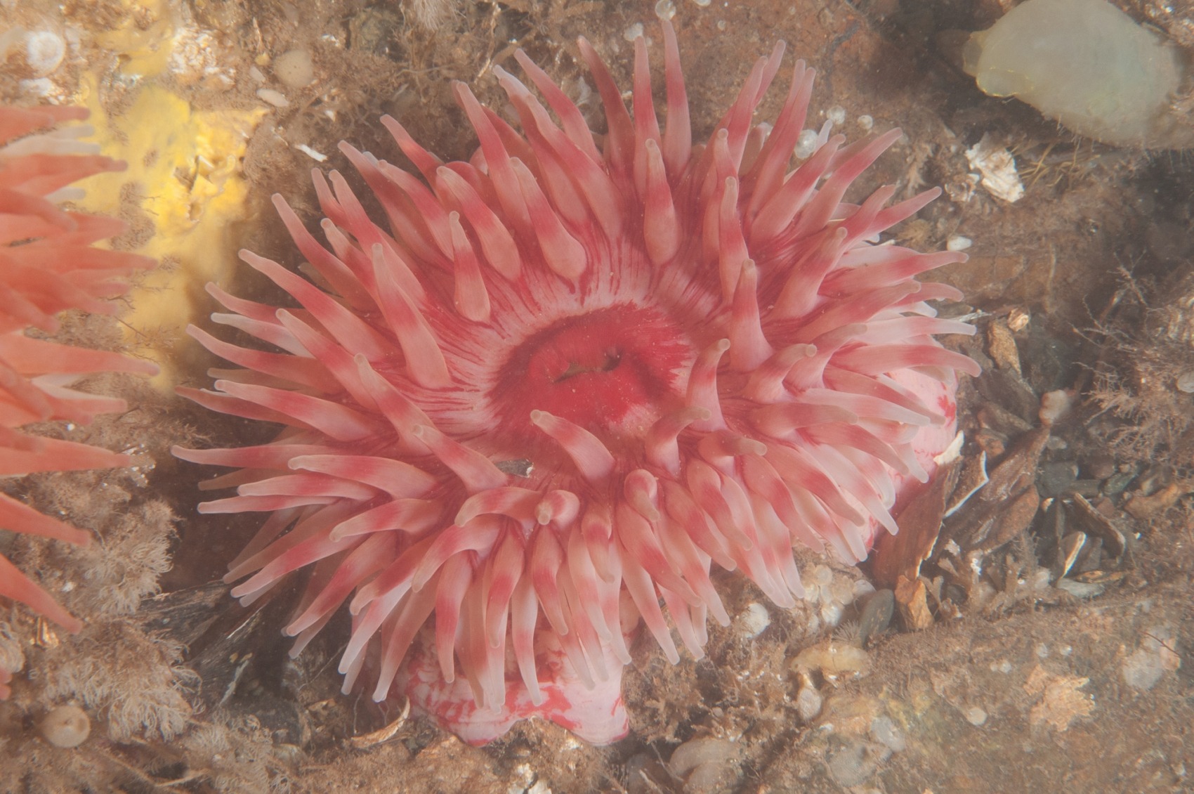 Northern Red Anemone | Dive Deeper