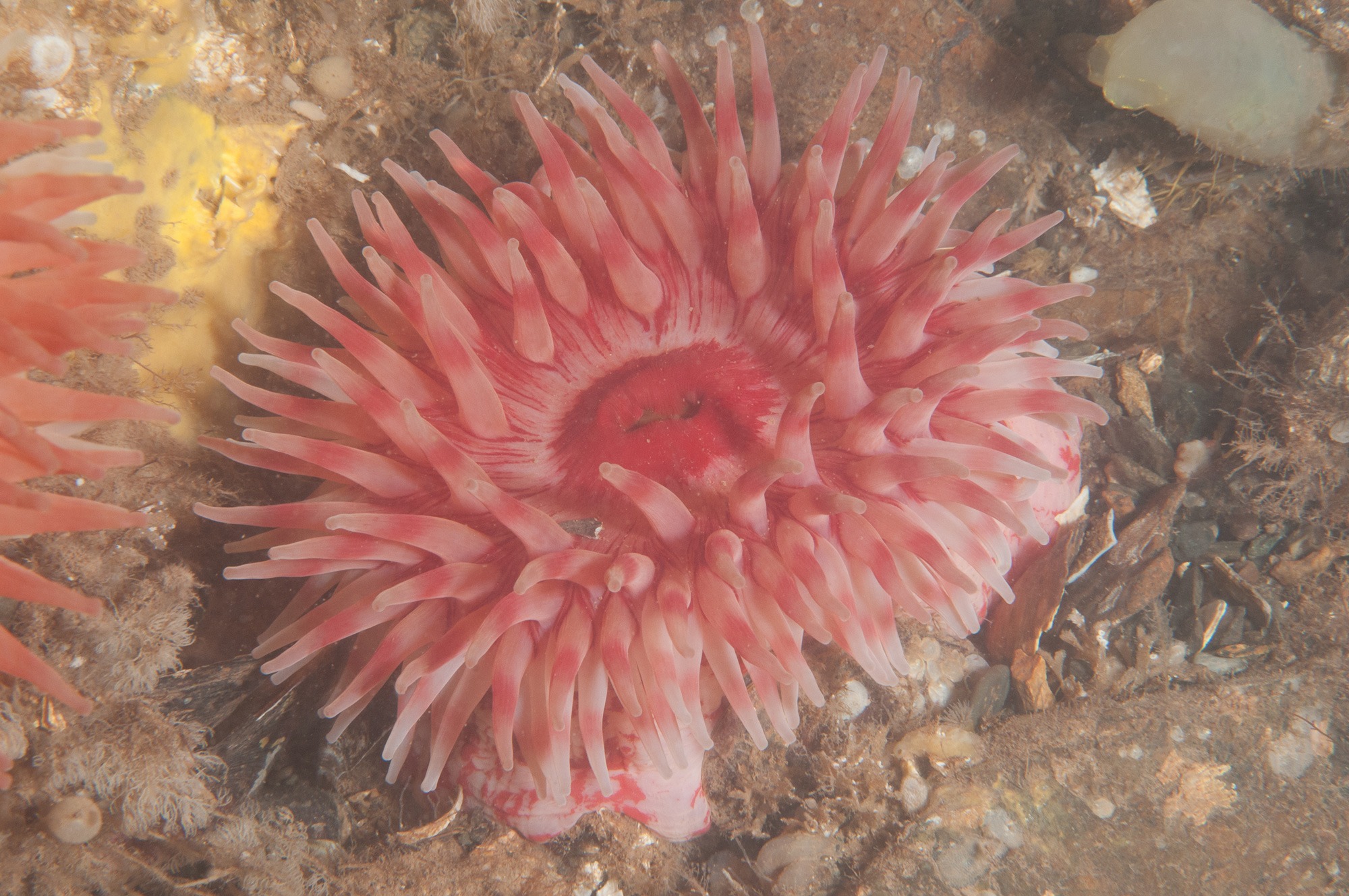 Northern Red Anemone | Dive Deeper