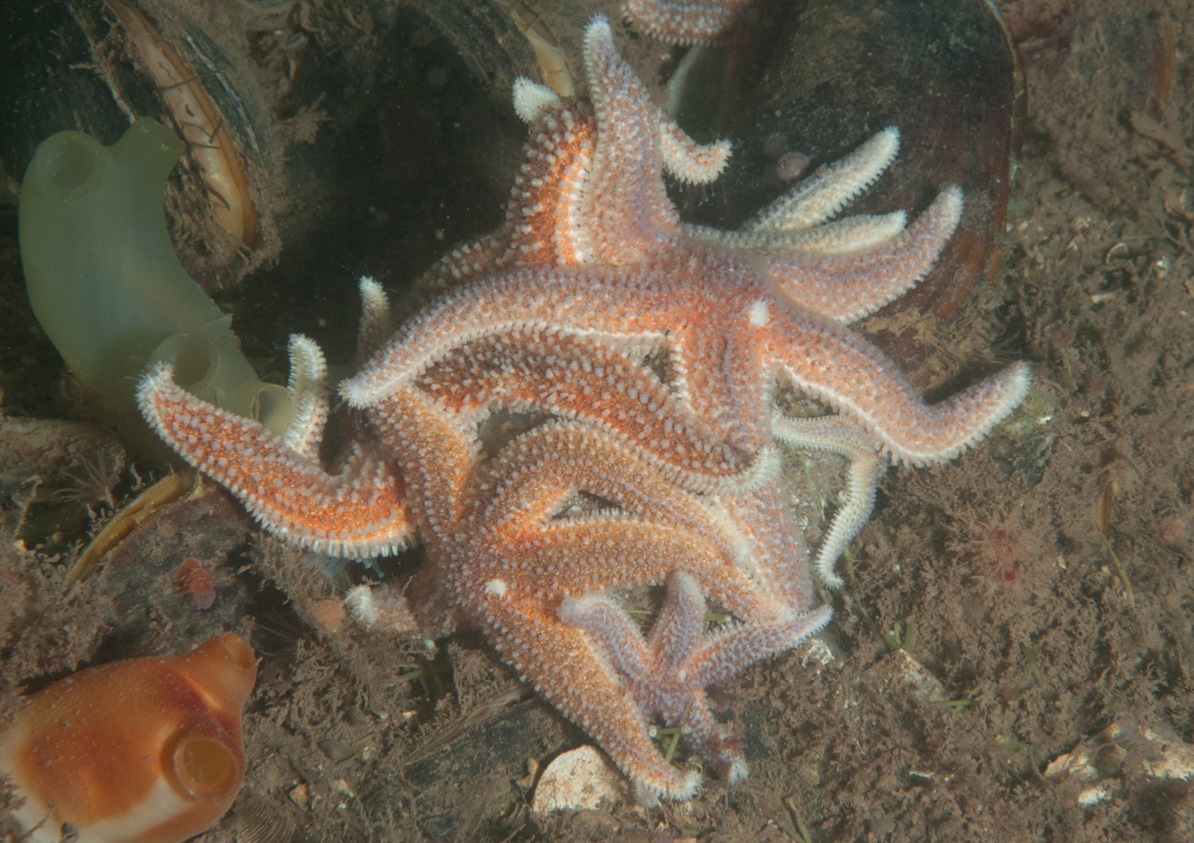 Northern Sea Star | Dive Deeper
