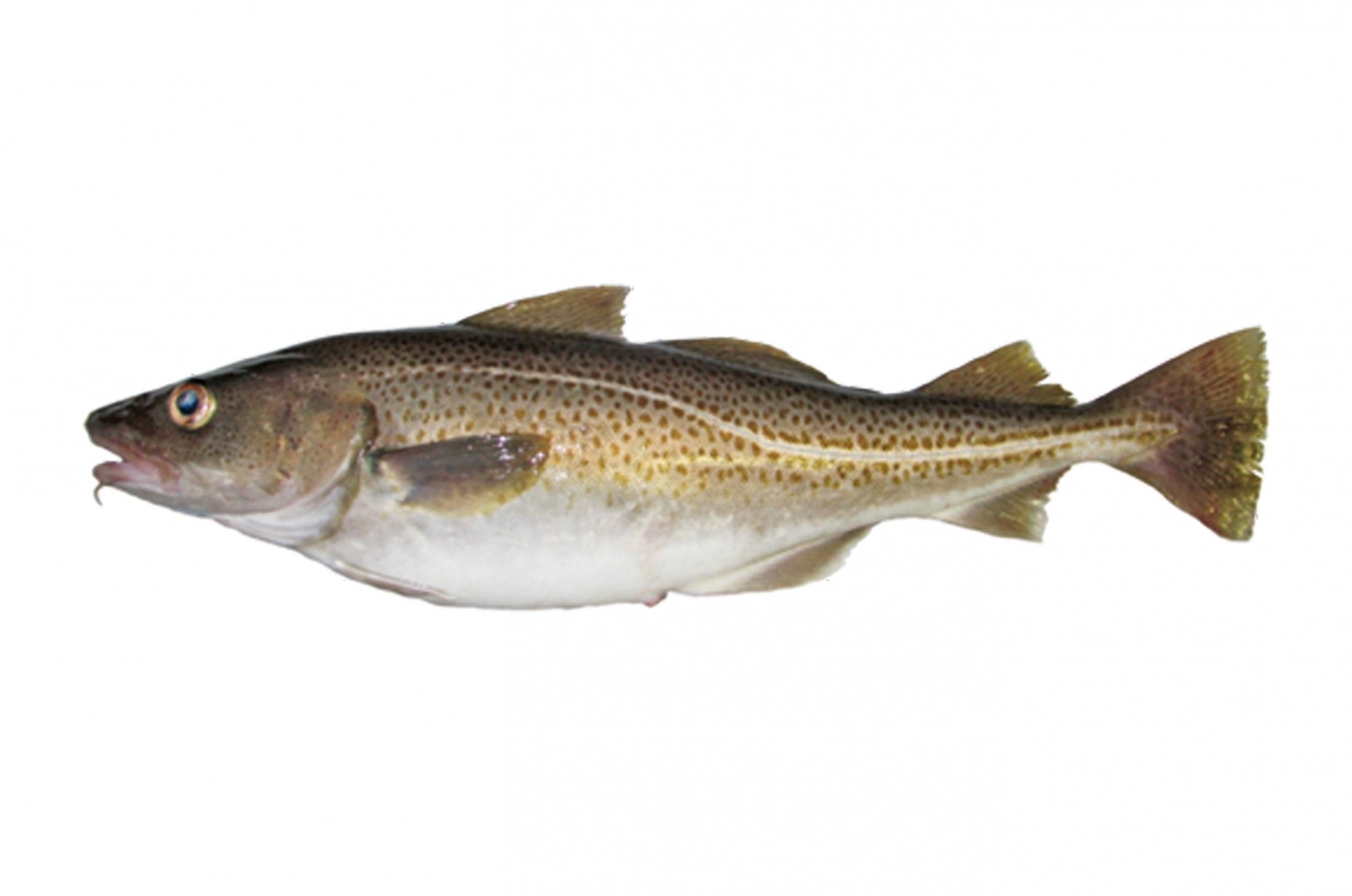 Atlantic Cod – Dive Deeper