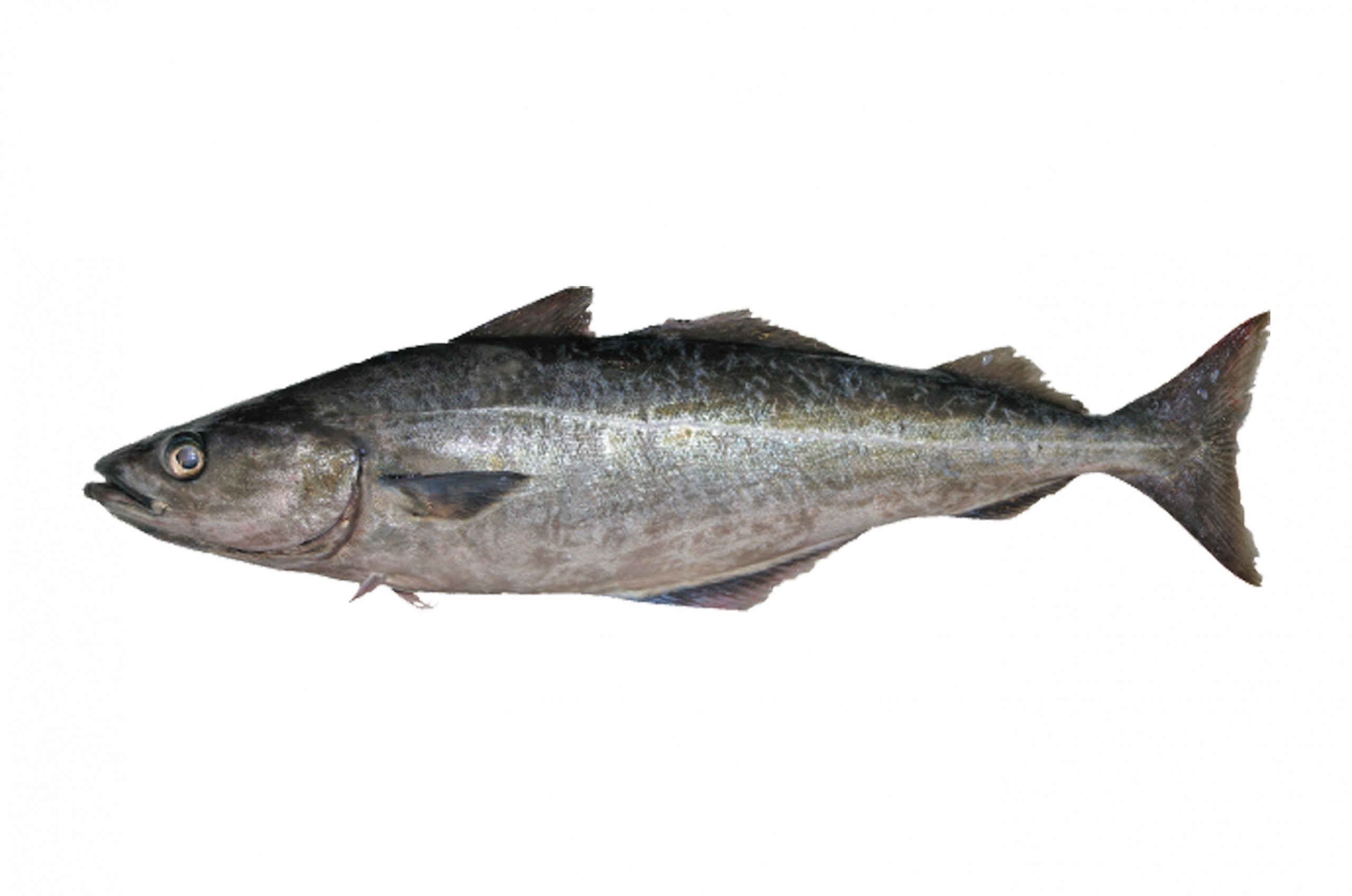 Pollock | Dive Deeper