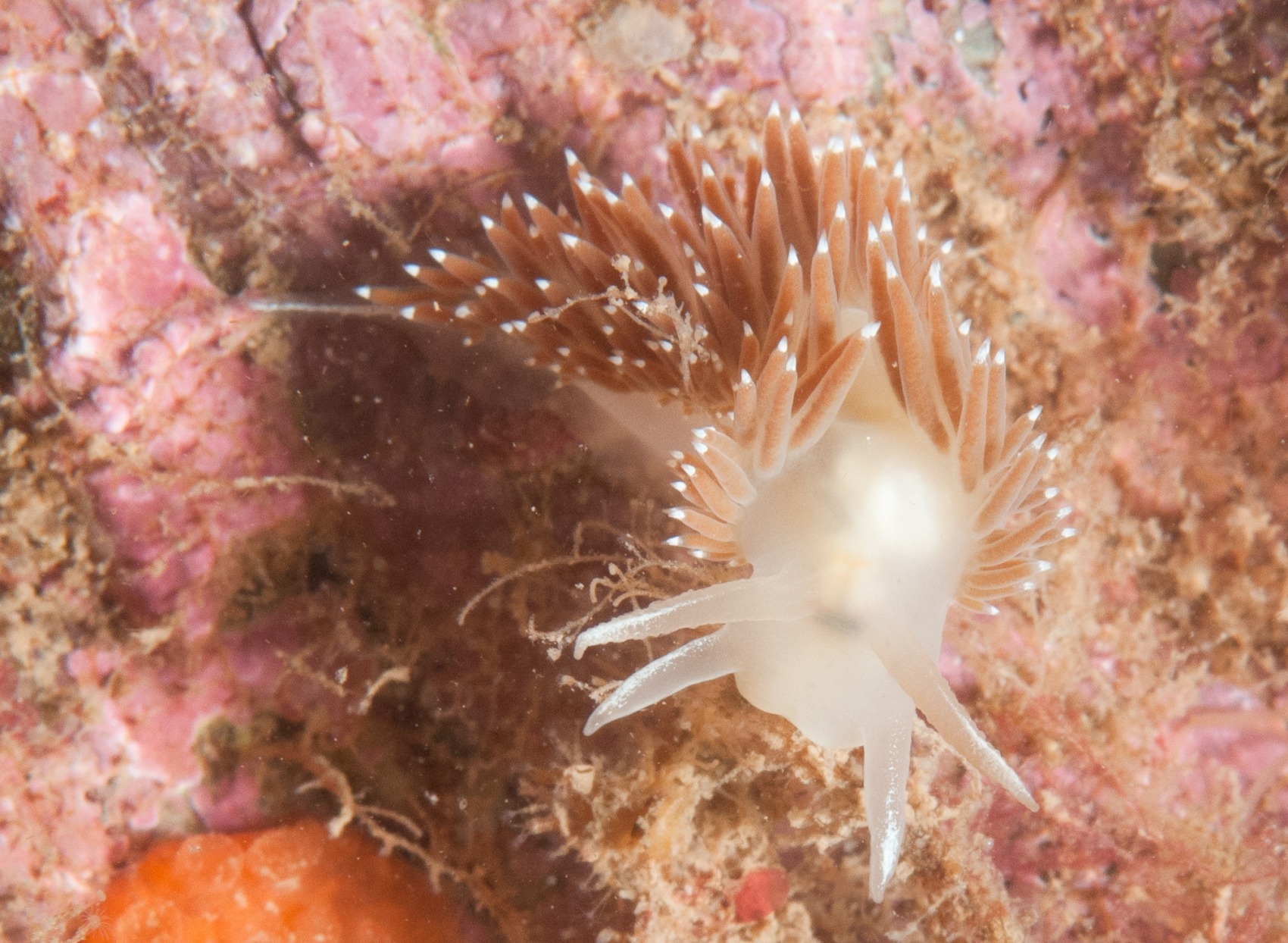 Red-Gilled Sea Slug | Dive Deeper