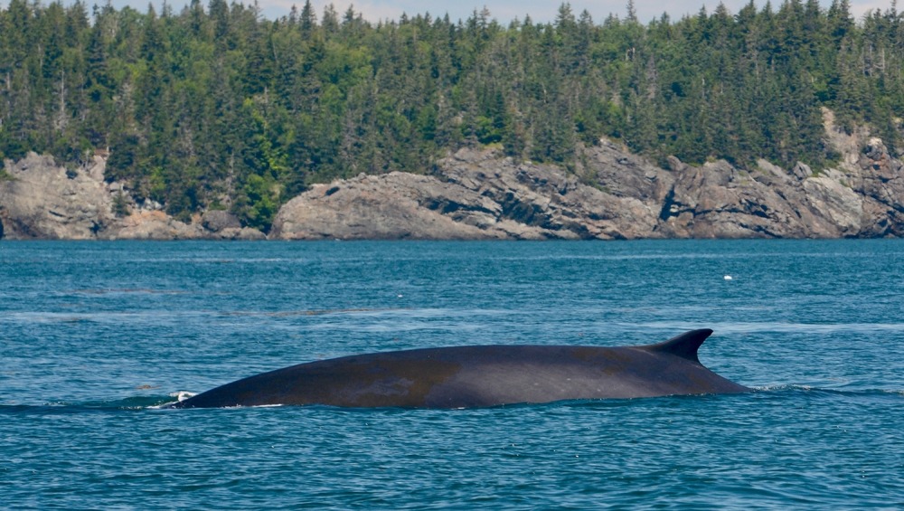 Fin Whale – Dive Deeper