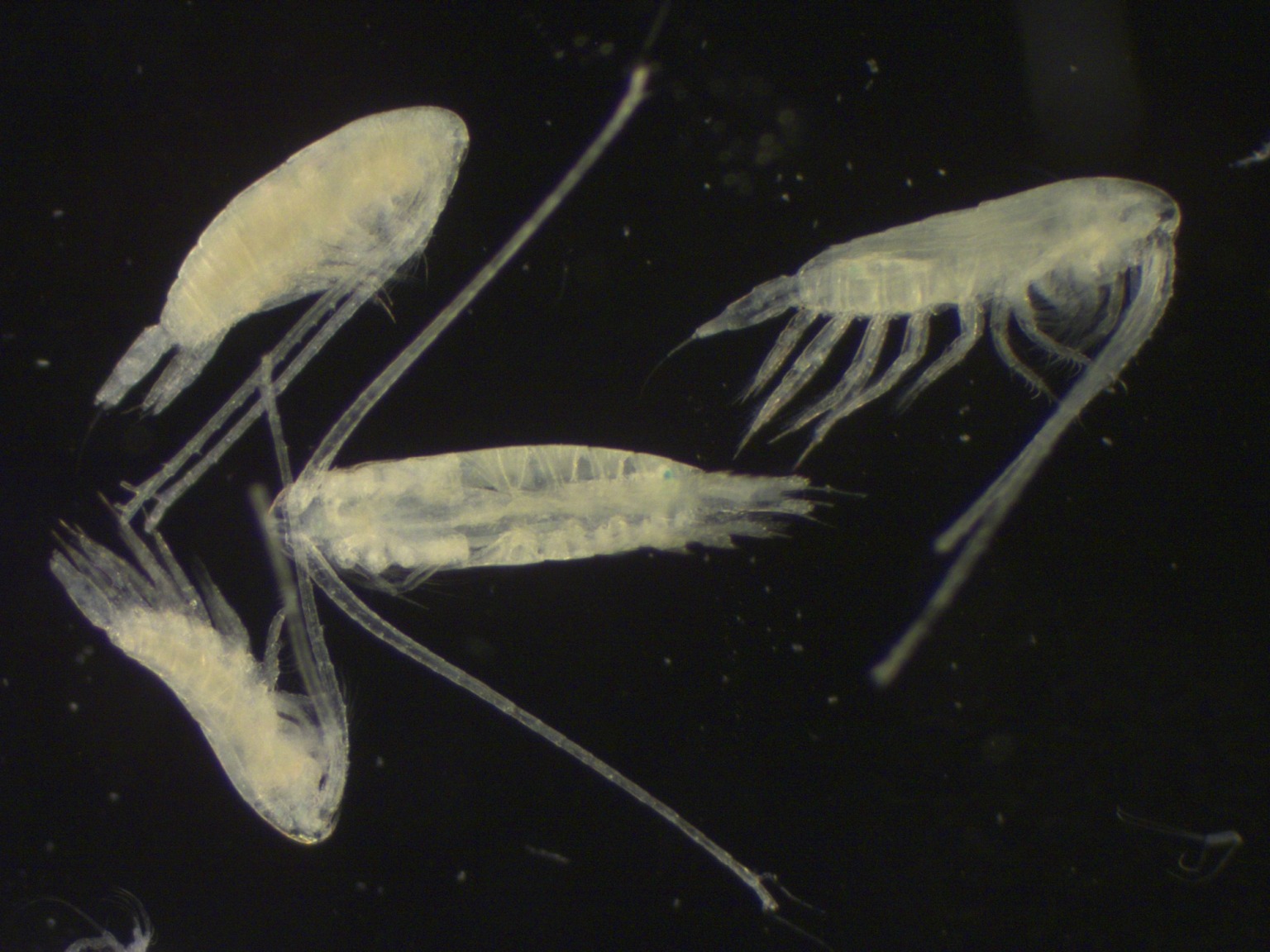 Calanoid Copepod | Dive Deeper
