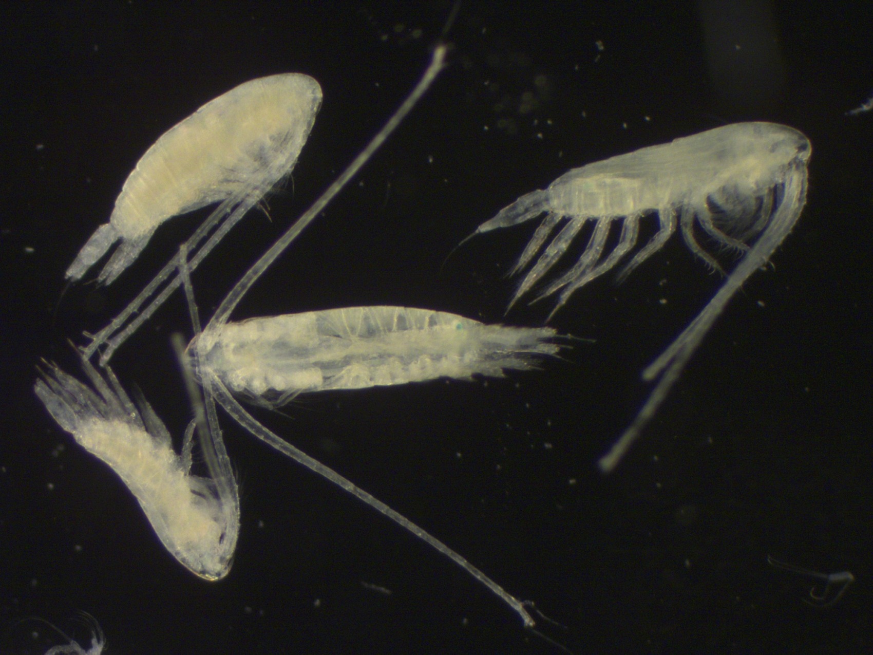 Calanoid Copepod – Dive Deeper