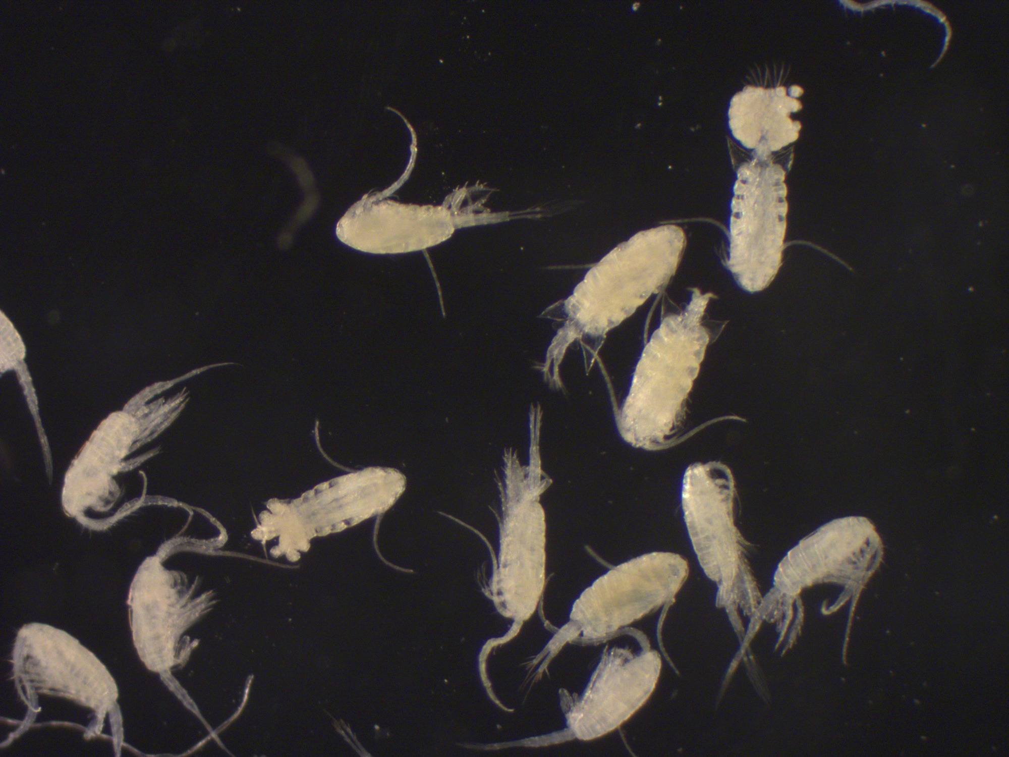 Herdman’s Eurytemora | Dive Deeper