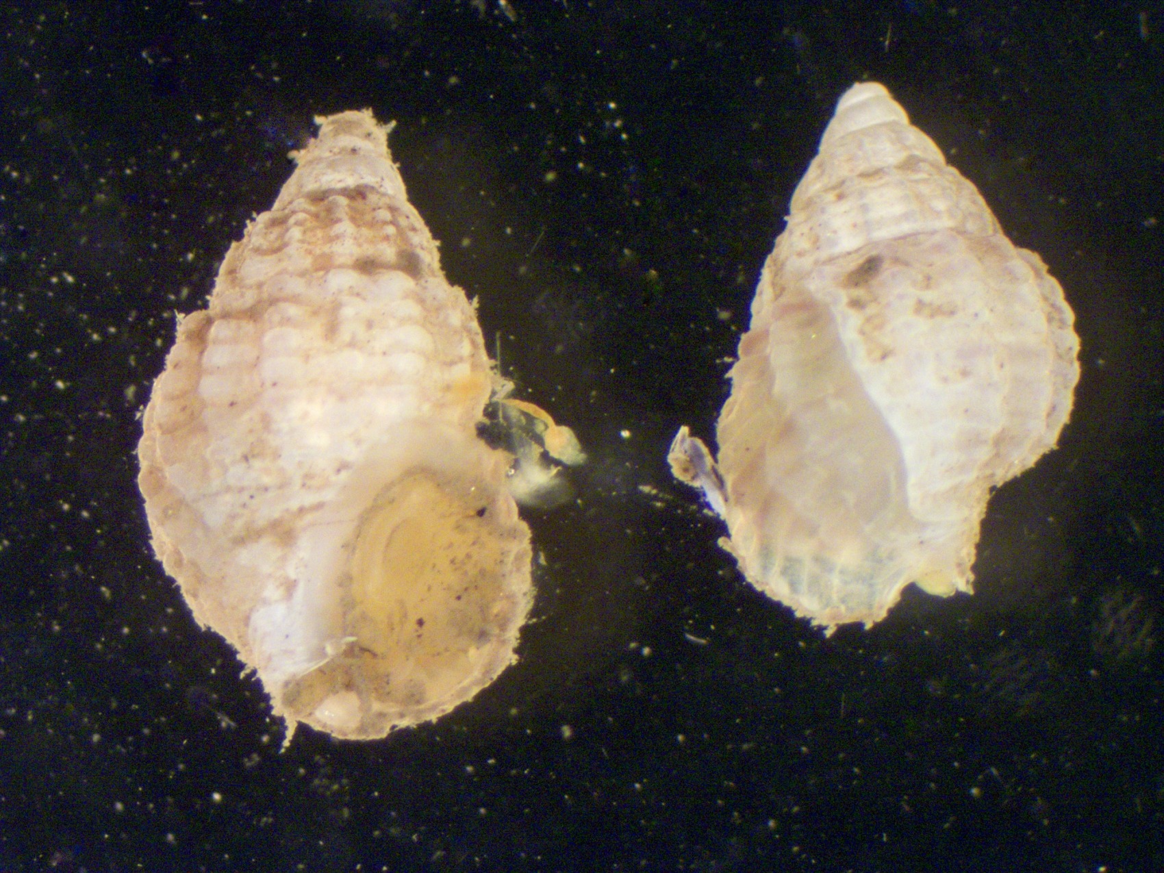 Threeline Mud Snail | Dive Deeper
