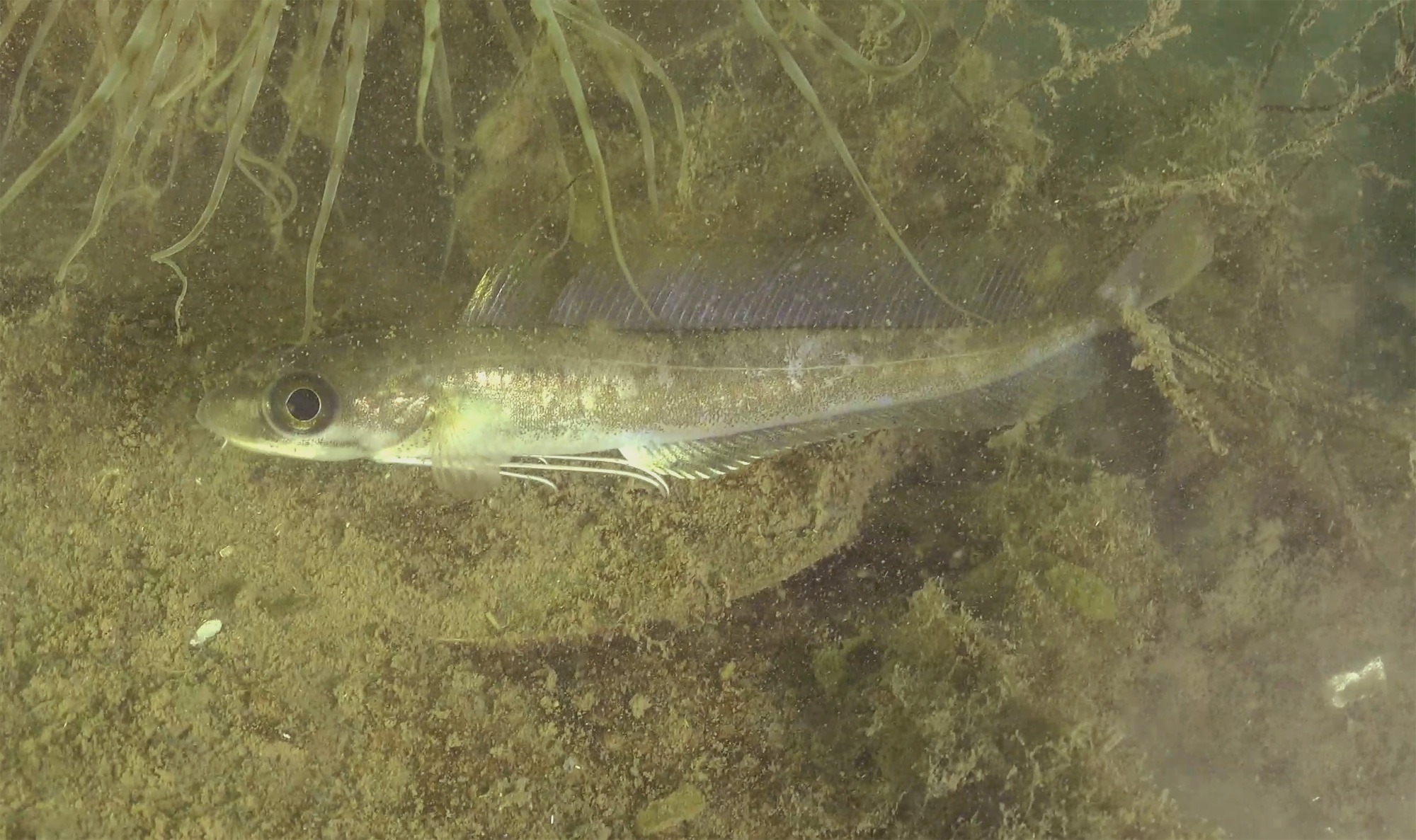 Merluche rouge – Plongez plus profondément!