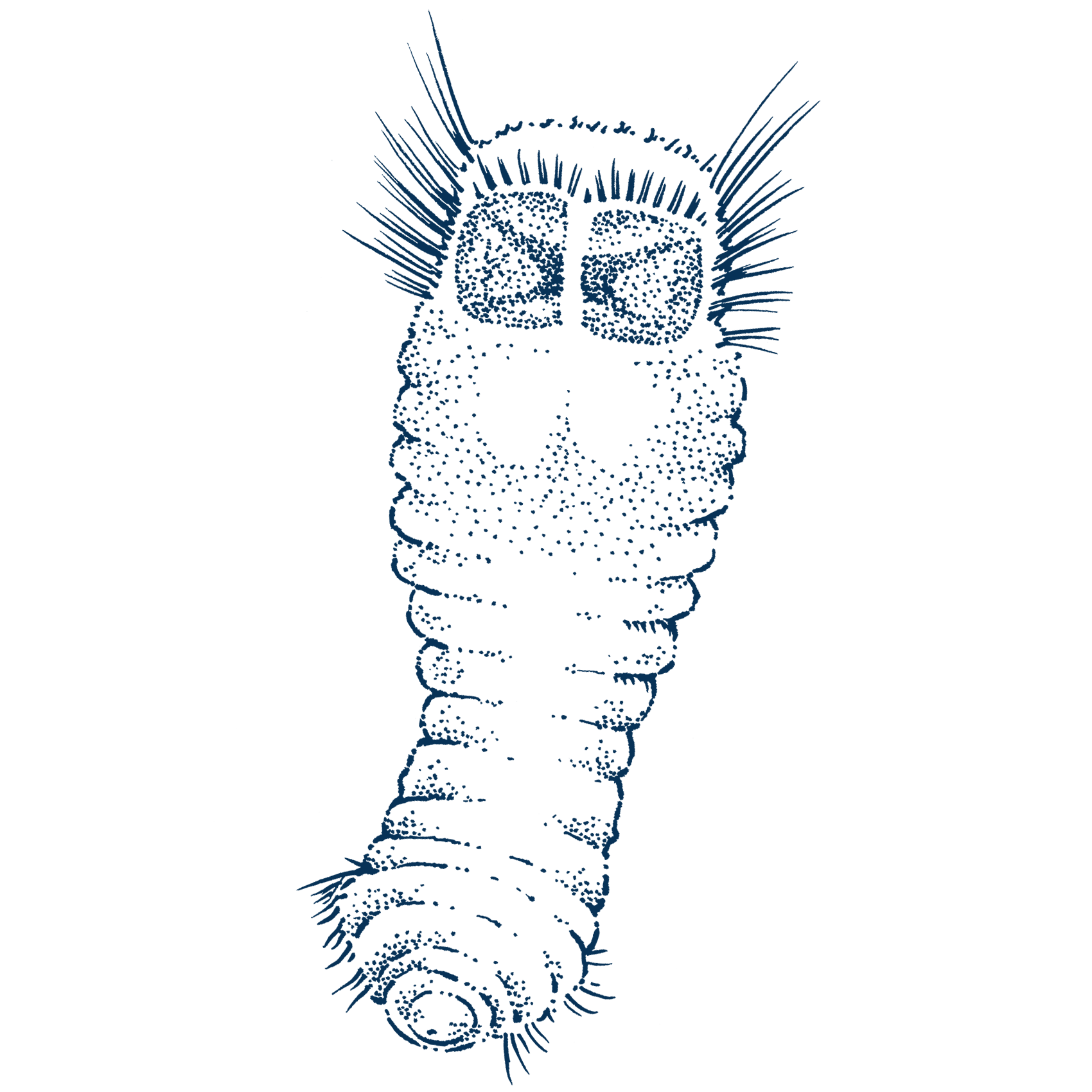 Passamaquoddy Bay Pockmarks | Dive Deeper