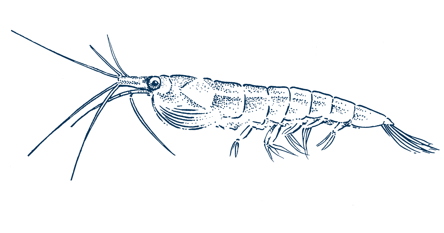 Head Harbour Passage to the Wolves – Dive Deeper