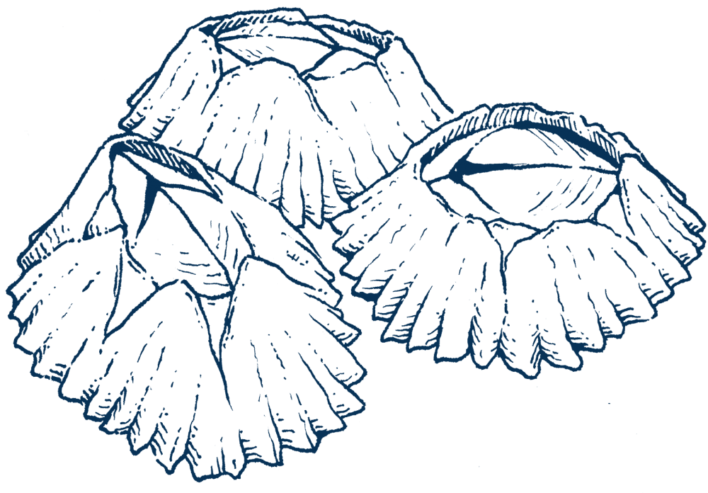 Green’s Point – Dive Deeper