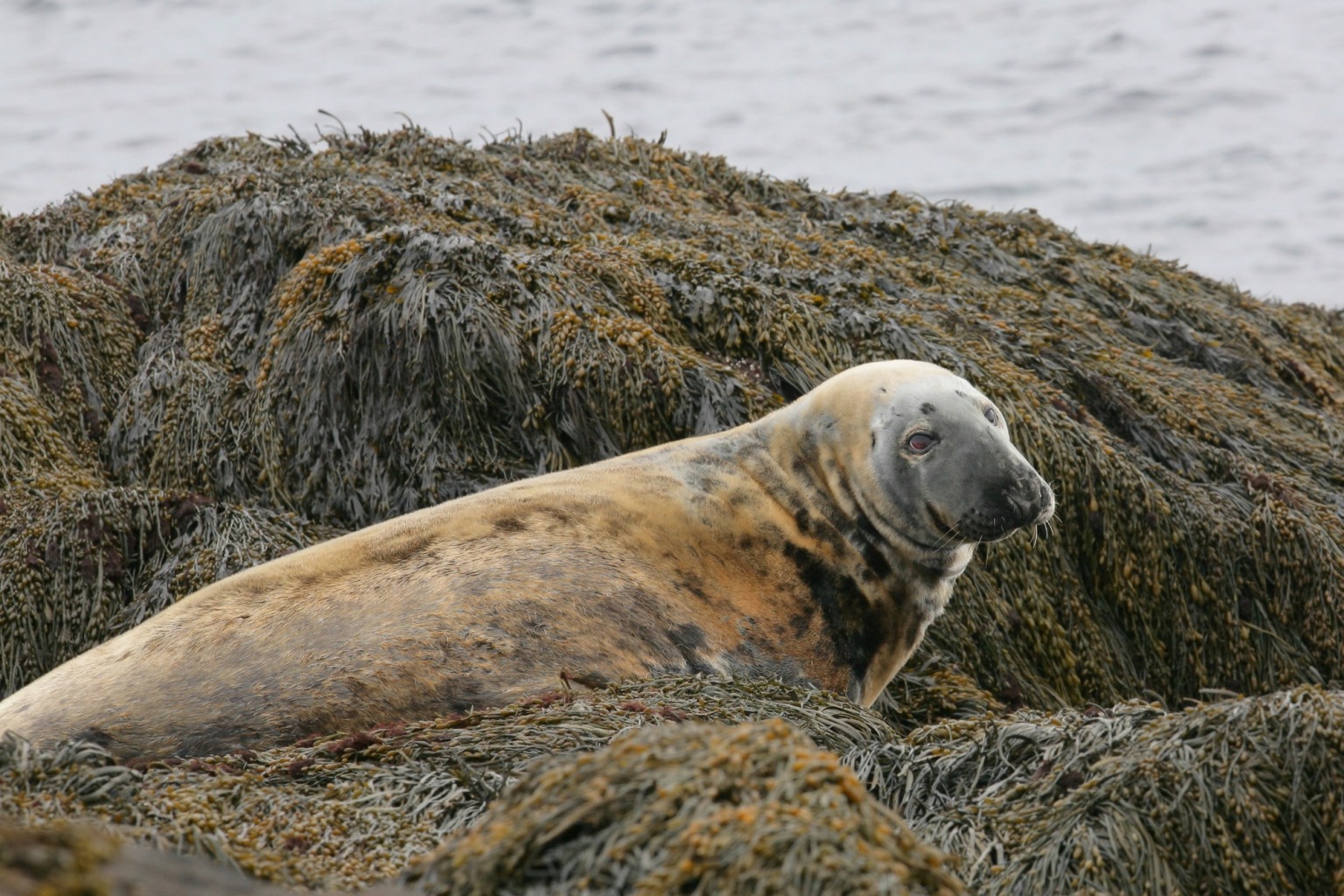 Grey Seal | Dive Deeper