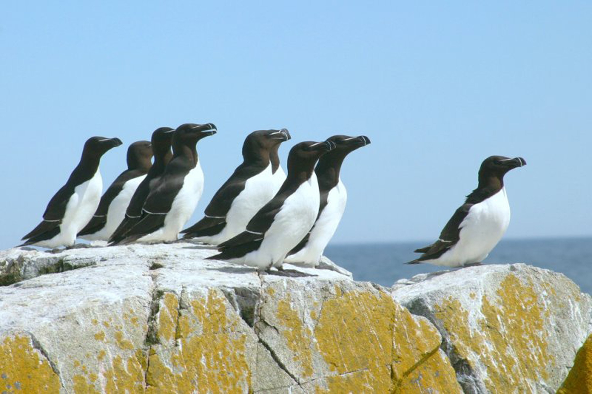 Razorbill or Lesser Auk – Dive Deeper