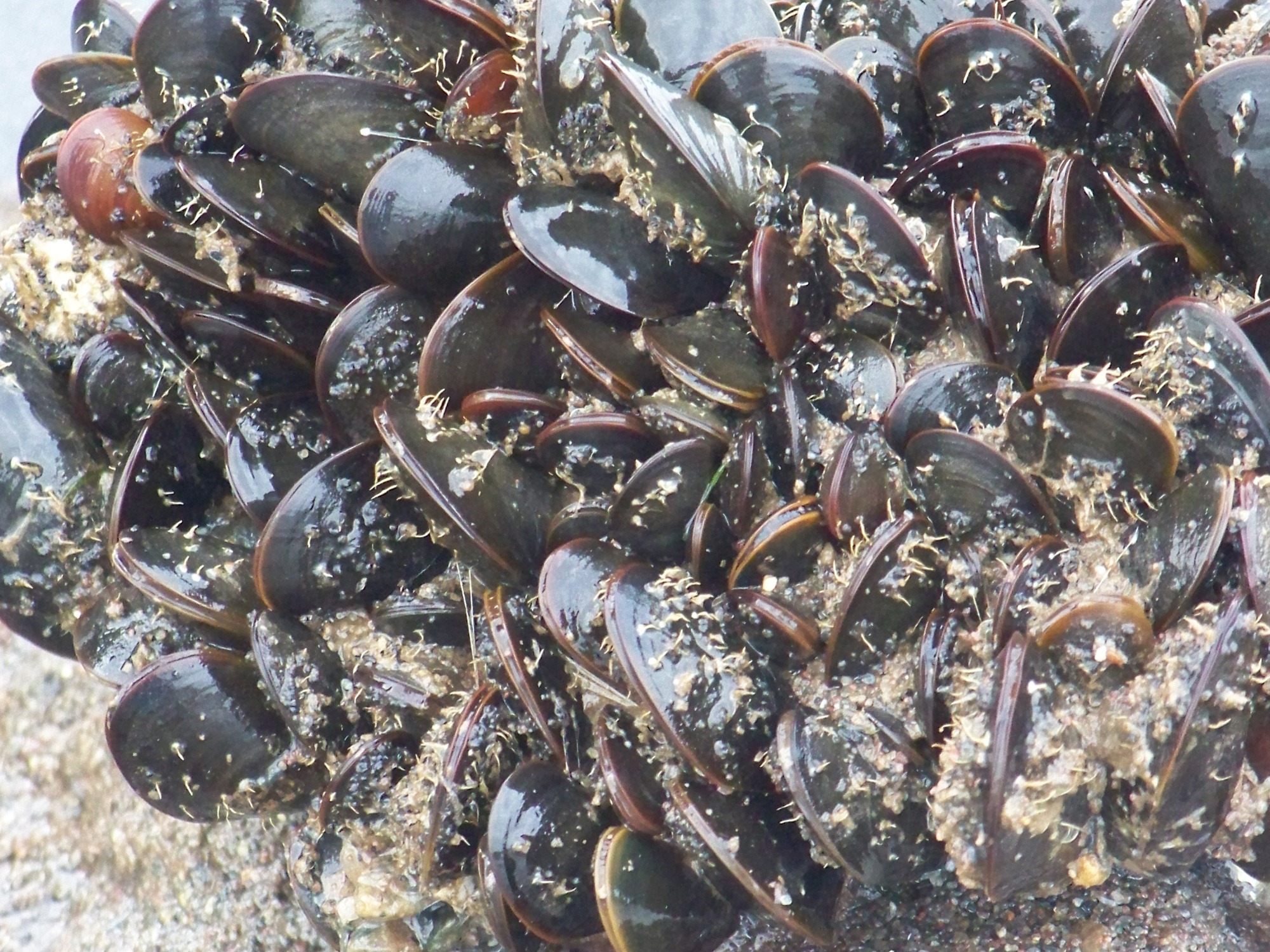 Blue Mussel | Dive Deeper