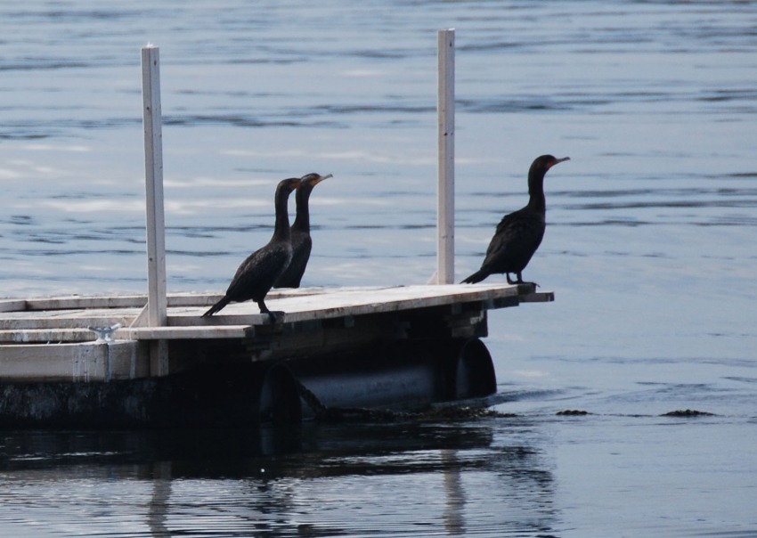 Double-Crested Cormorant | Dive Deeper