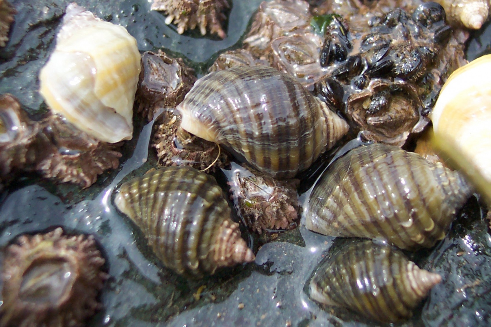 Dog Whelk | Dive Deeper