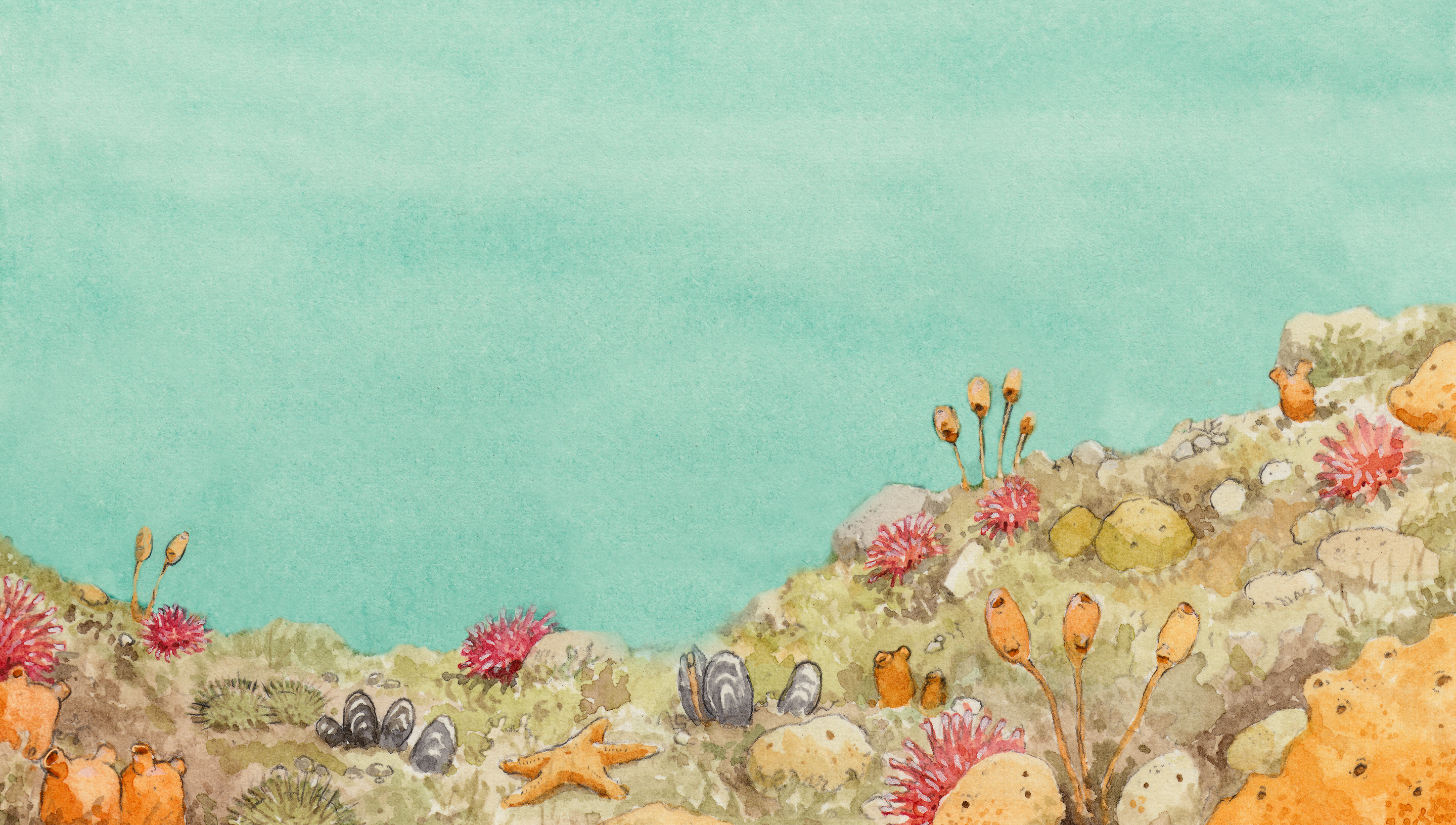 Deer Island Point | Dive Deeper