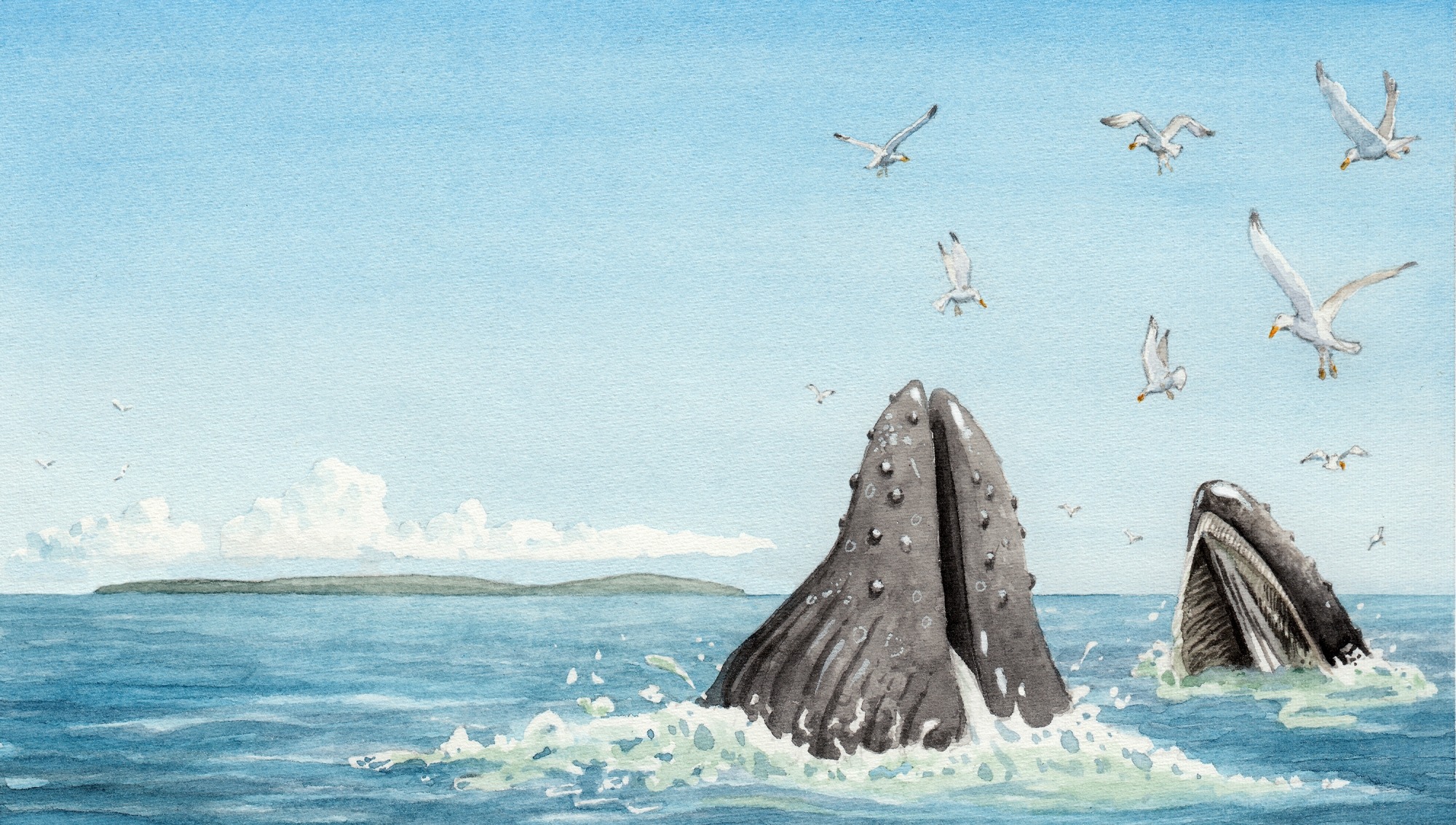 Head Harbour Passage to the Wolves – Dive Deeper
