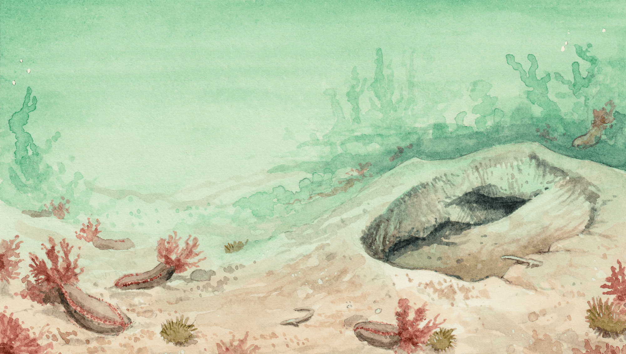 Passamaquoddy Bay Pockmarks | Dive Deeper